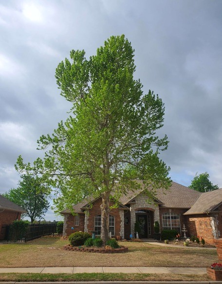 Tree Service | Lawn Care | Moore, Norman and Oklahoma City