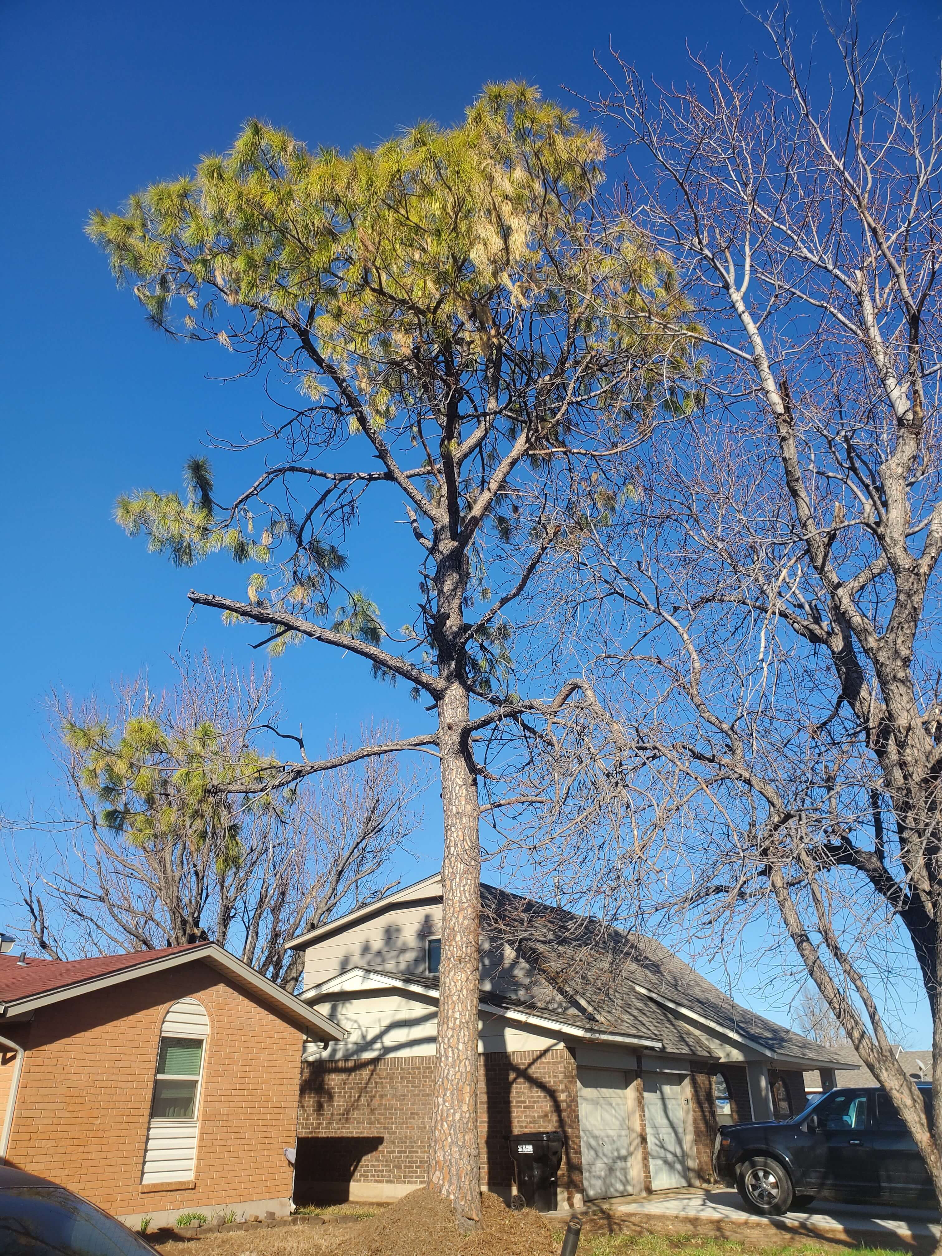 Tree Service | Lawn Care | Moore, Norman and Oklahoma City